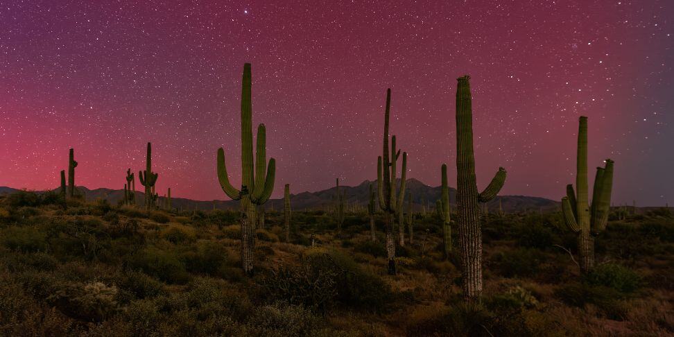 Desert Night Sky Cactus